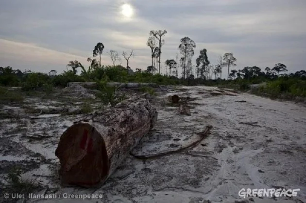 Head & Shoulders : une histoire de déforestation