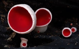 Steve Axford : La photographie de champignons.