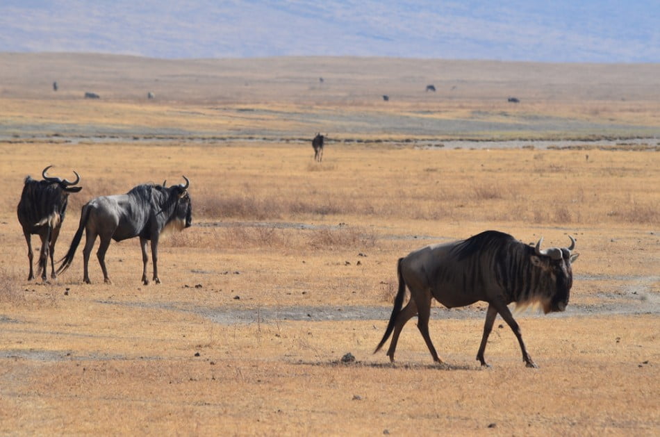 Top 10 : Les animaux terrestres les plus rapide au monde