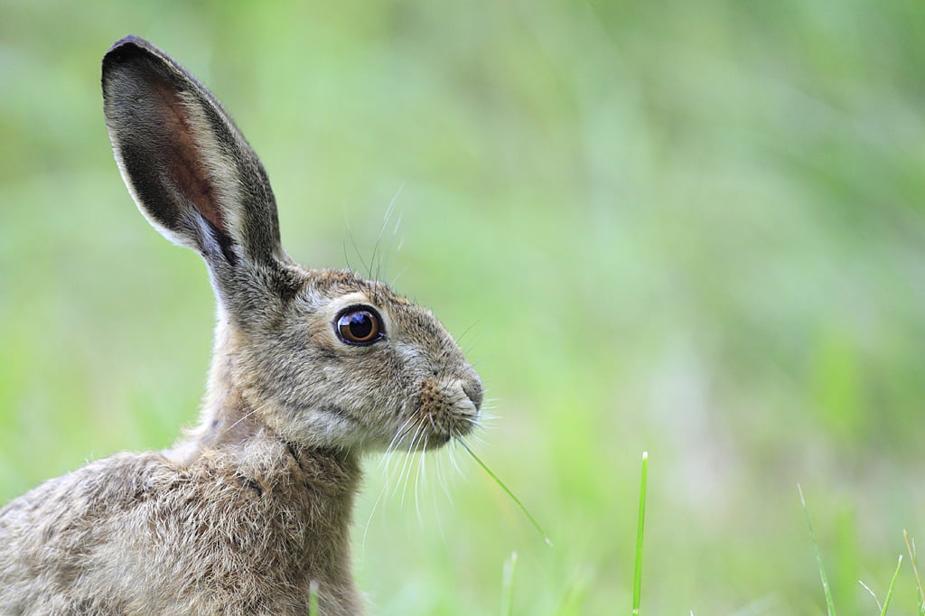 Top 10 : Les animaux terrestres les plus rapide au monde