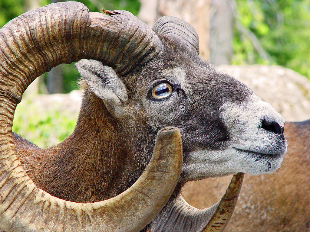 Top 10 : Les animaux terrestres les plus rapide au monde
