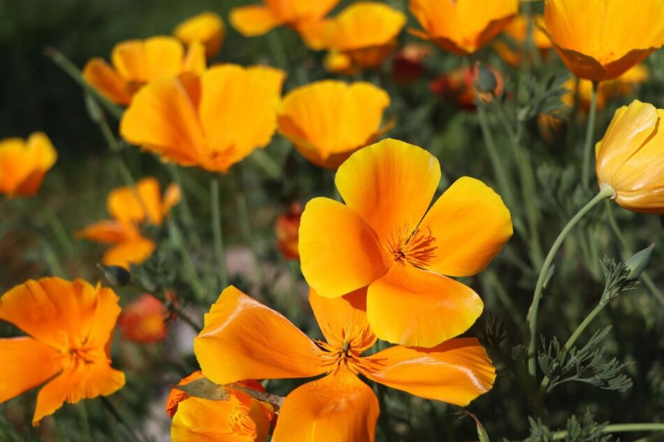 5 fleurs qui poussent à une vitesse incroyable : obtenez un jardin ...