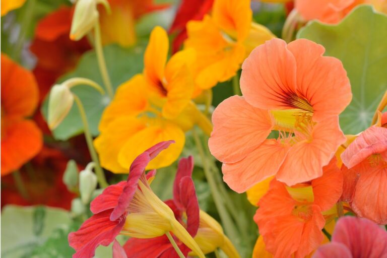 5 fleurs qui poussent à une vitesse incroyable : obtenez un jardin ...