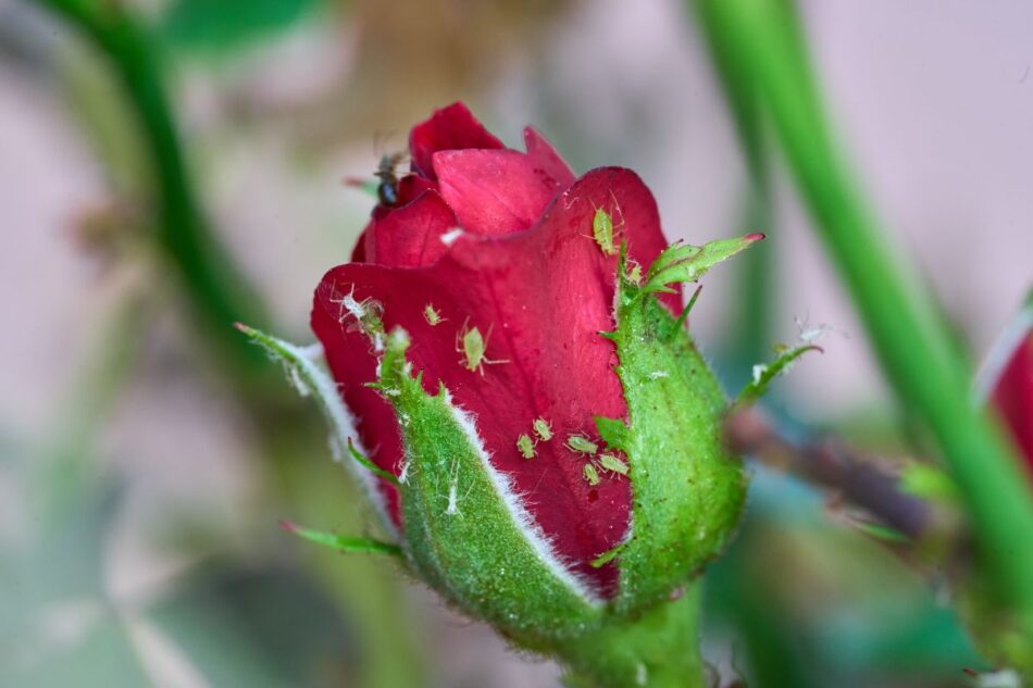 Comment lutter contre les pucerons des rosiers : des solutions ...